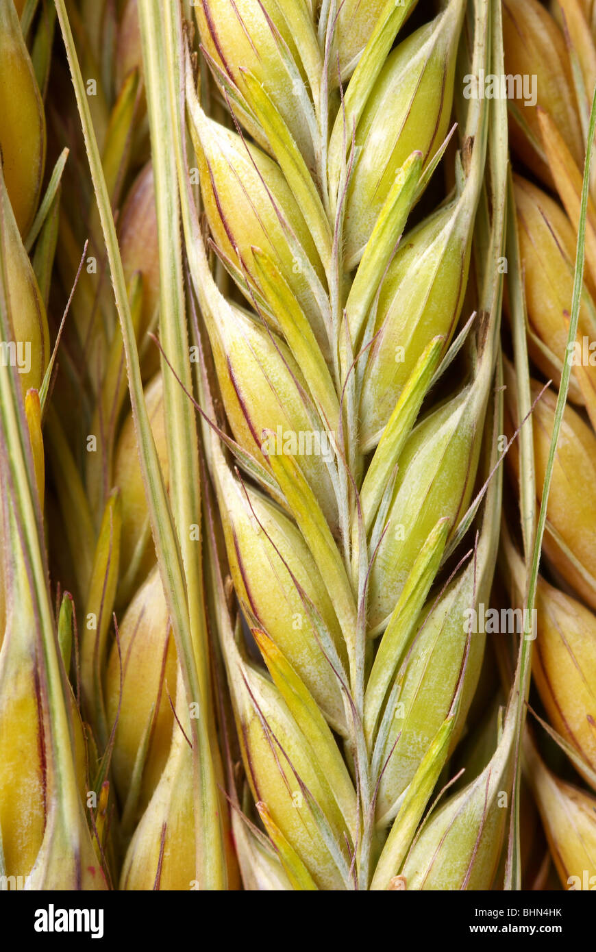 Spikes of barley closeup, background Stock Photo - Alamy