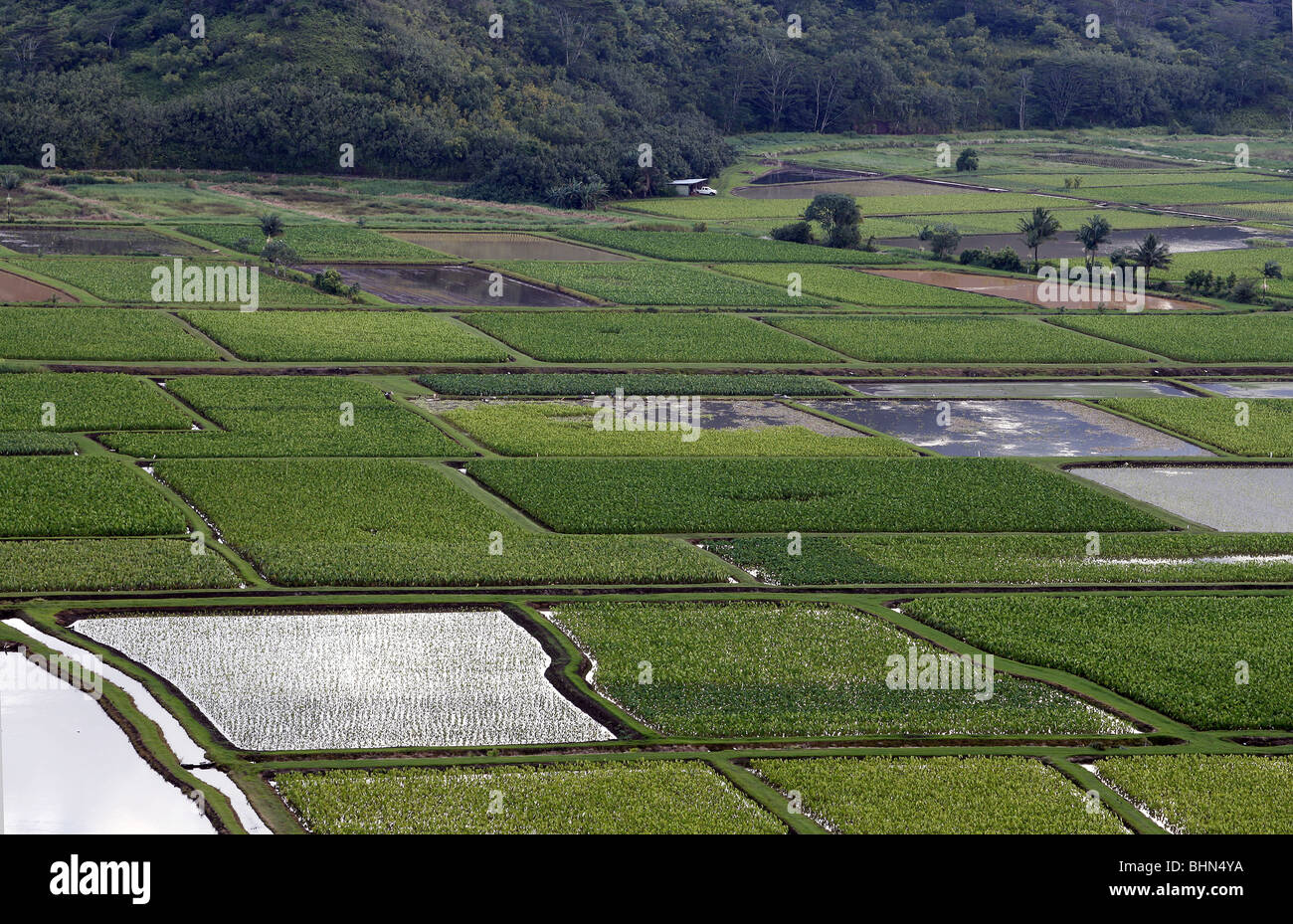 Taro colocasia hi-res stock photography and images - Alamy