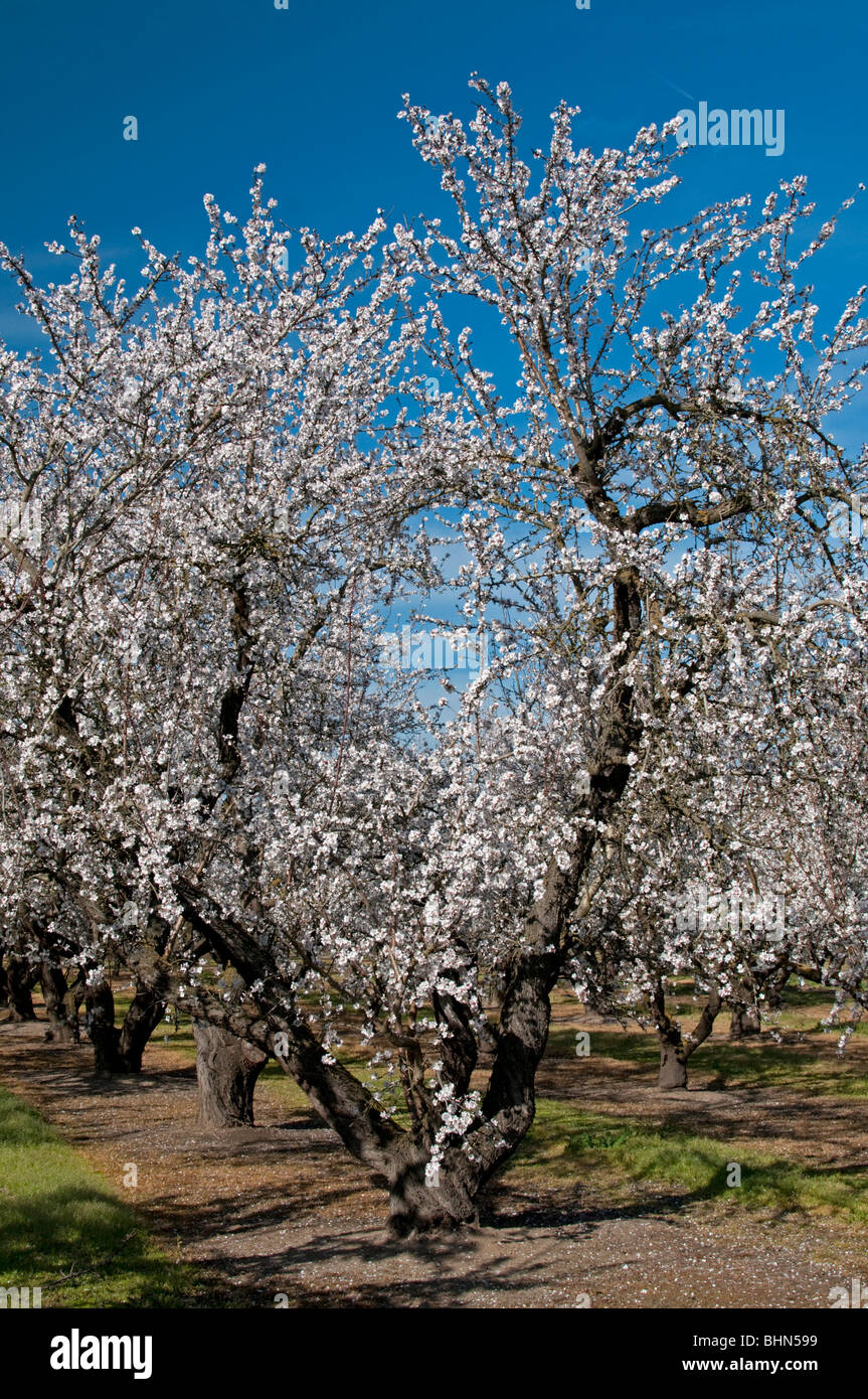 California Central Valley Almond Orchards near Lathrop. It's early ...