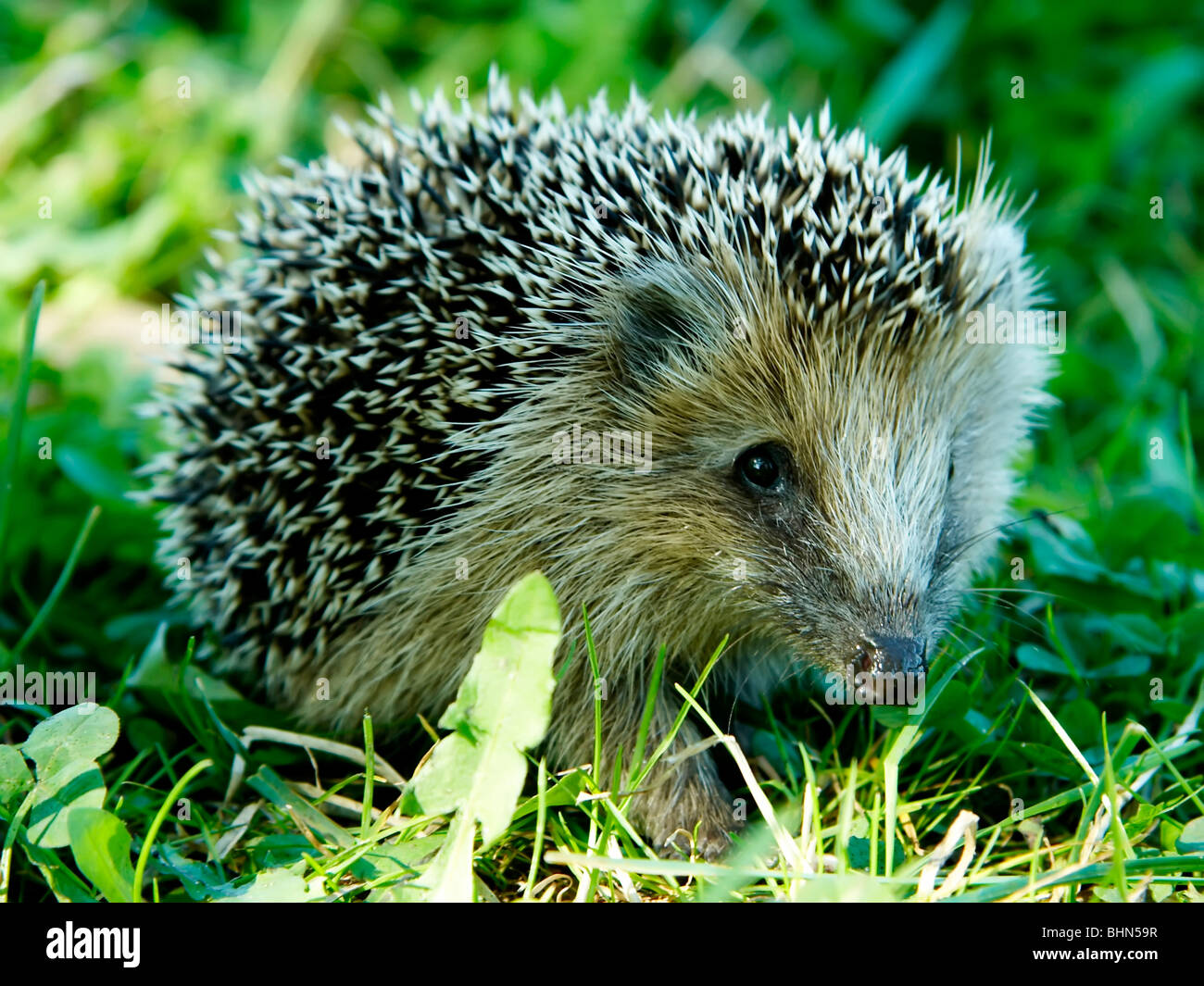 West european hedgehog hi-res stock photography and images - Alamy