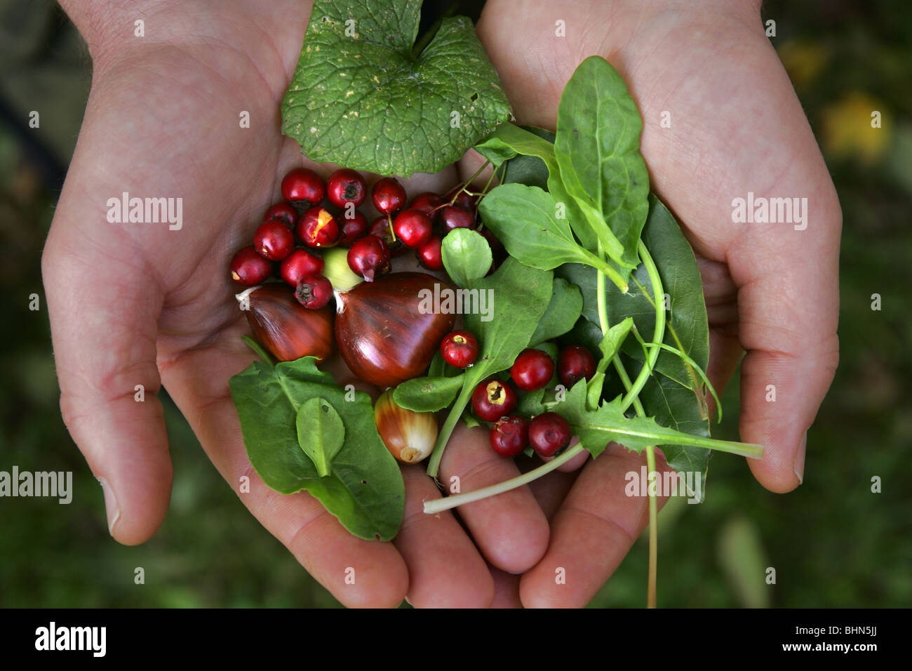 A selection of foraged food Stock Photo - Alamy