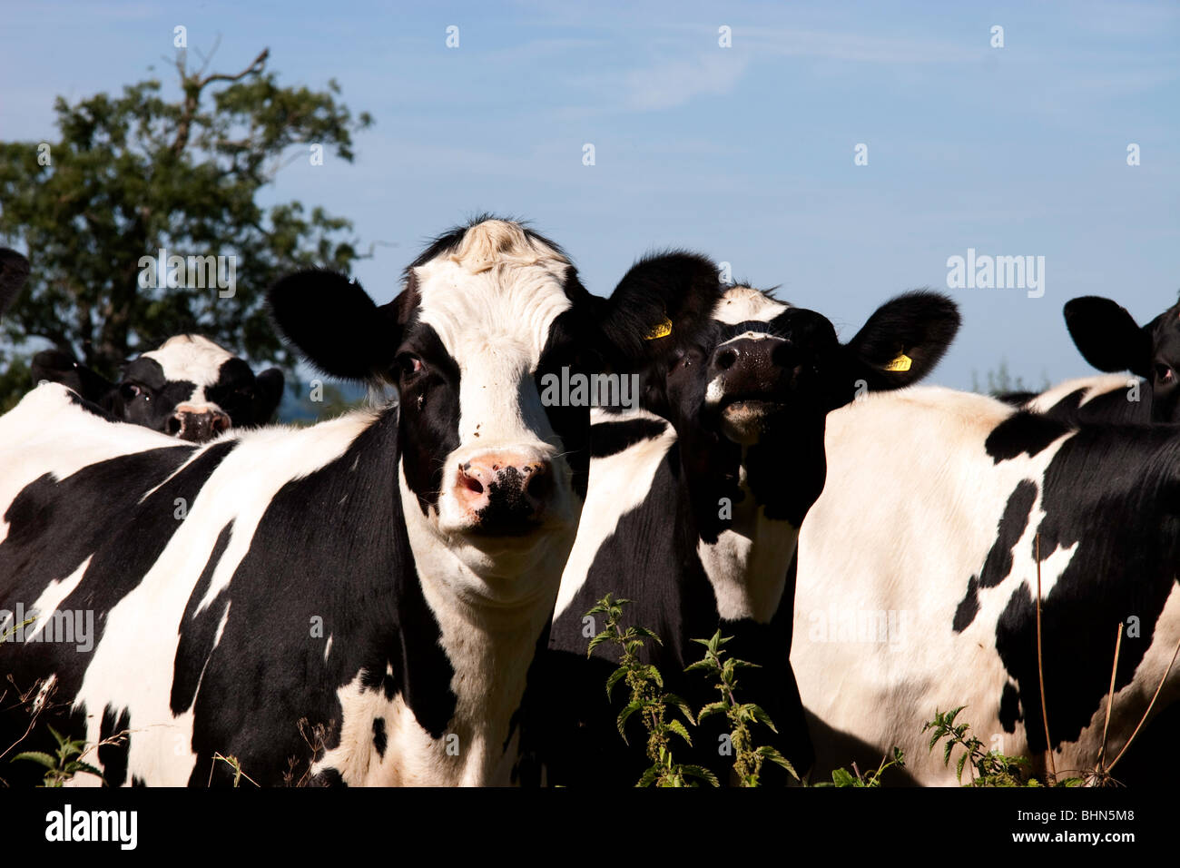 black and white Holstein or Friesian cows in field Stock Photo - Alamy