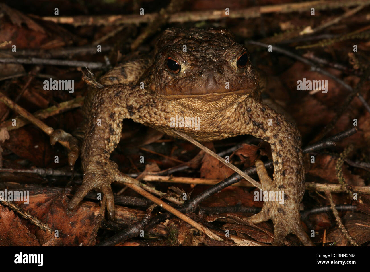 Fauna common toad hi-res stock photography and images - Alamy