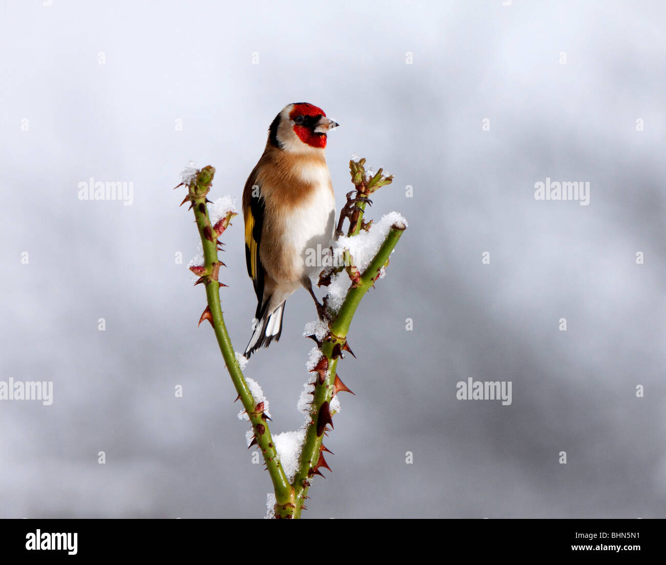 Rose finch hi-res stock photography and images - Alamy