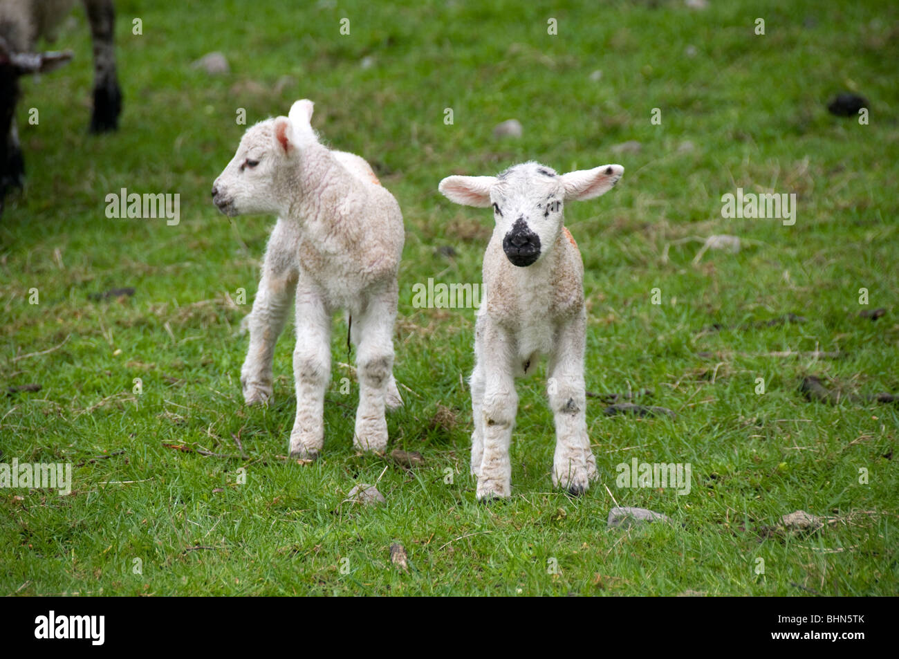 Early spring mint hi-res stock photography and images - Alamy