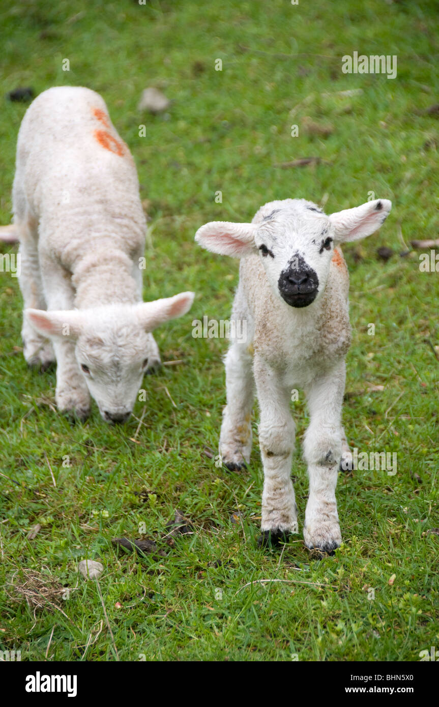 Weaned sheep hi-res stock photography and images - Alamy