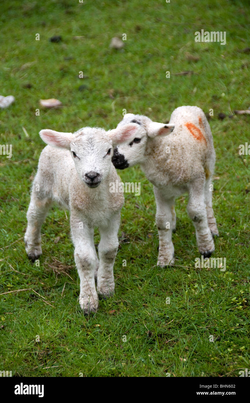 Early born lambs hi-res stock photography and images - Alamy