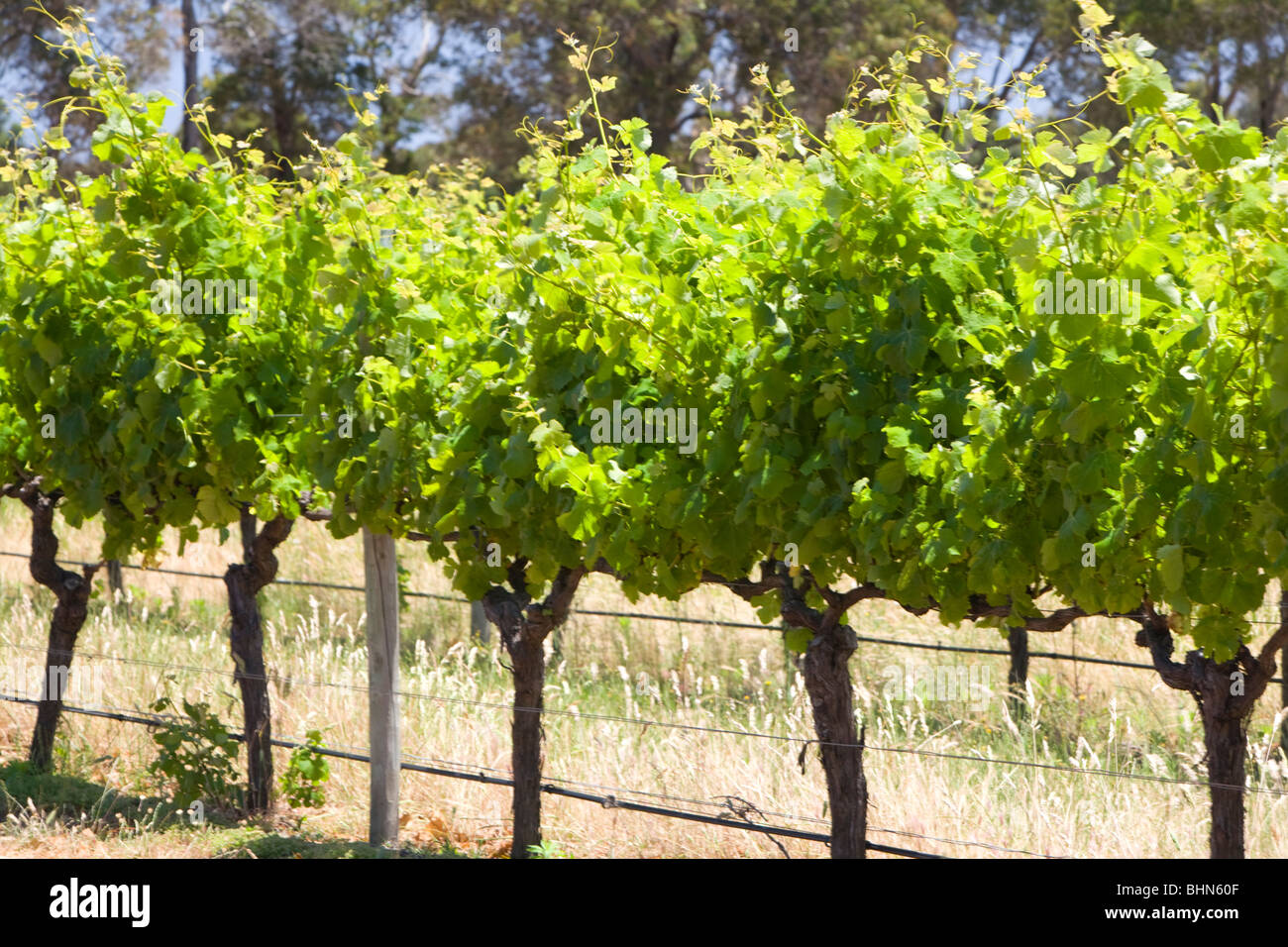 vineyard plants in margaret river Stock Photo - Alamy