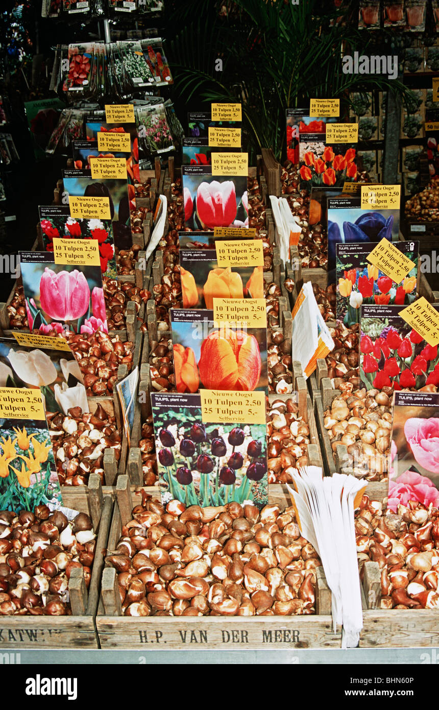 Holland tulip markets hi-res stock photography and images - Alamy