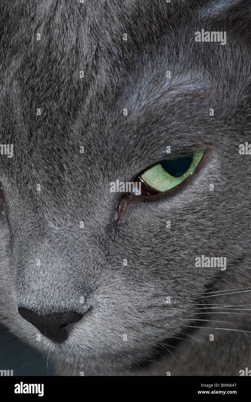 Detail of a purebred Russian blue with the beautiful green eye in focus ...
