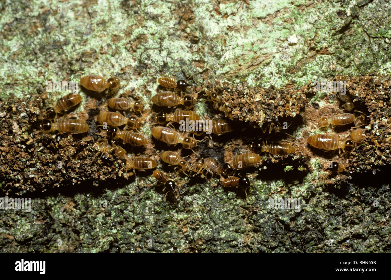 Termite workers and soldiers hi-res stock photography and images - Alamy