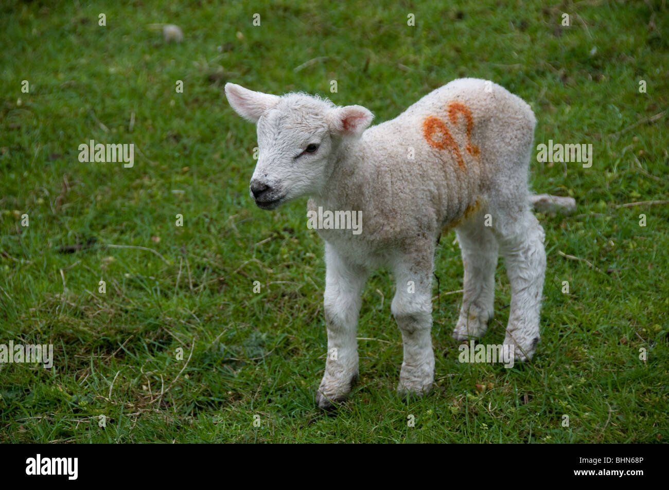 Early born lambs hi-res stock photography and images - Alamy