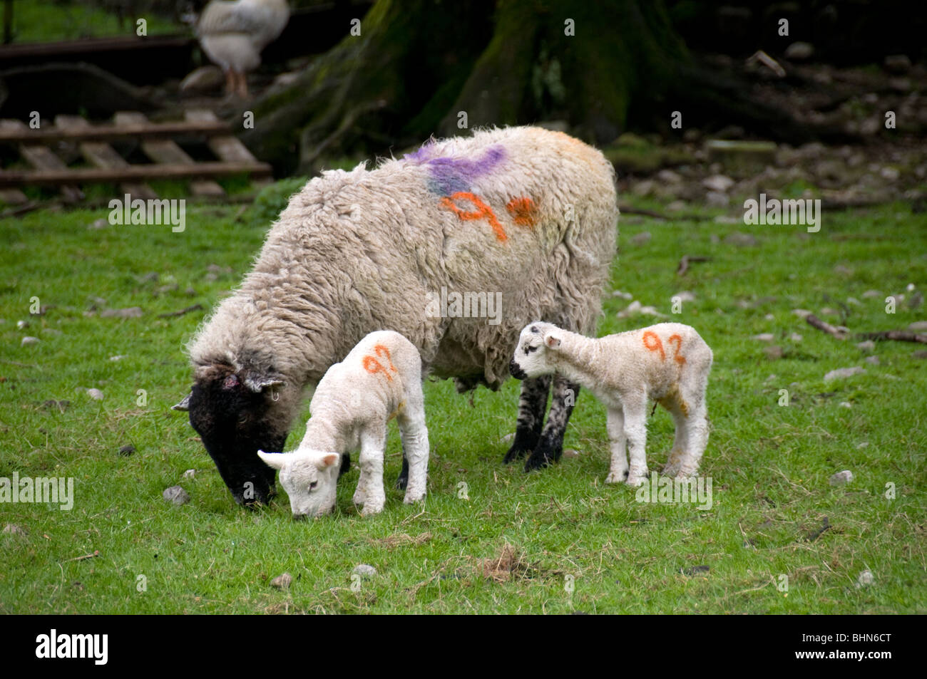 Weaned sheep hi-res stock photography and images - Alamy