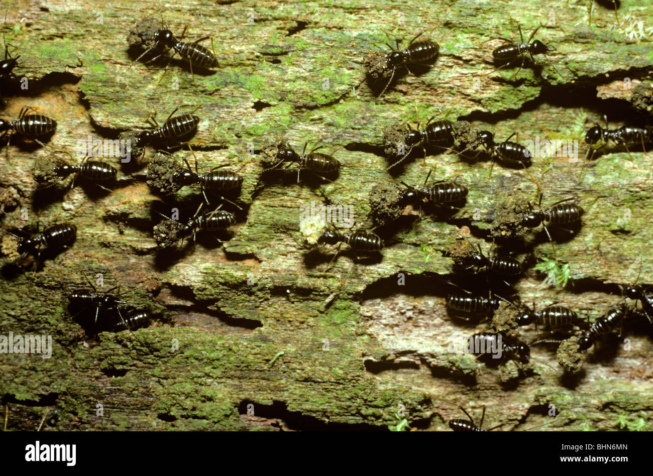 Termites (Hospitalitermes sp.), blind workers carrying wads of ...