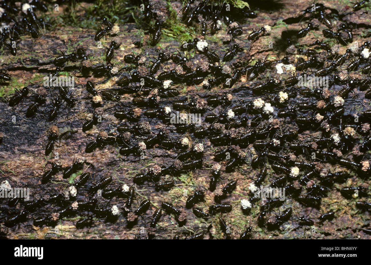 Termites (Hospitalitermes sp.), blind workers carrying wads of ...