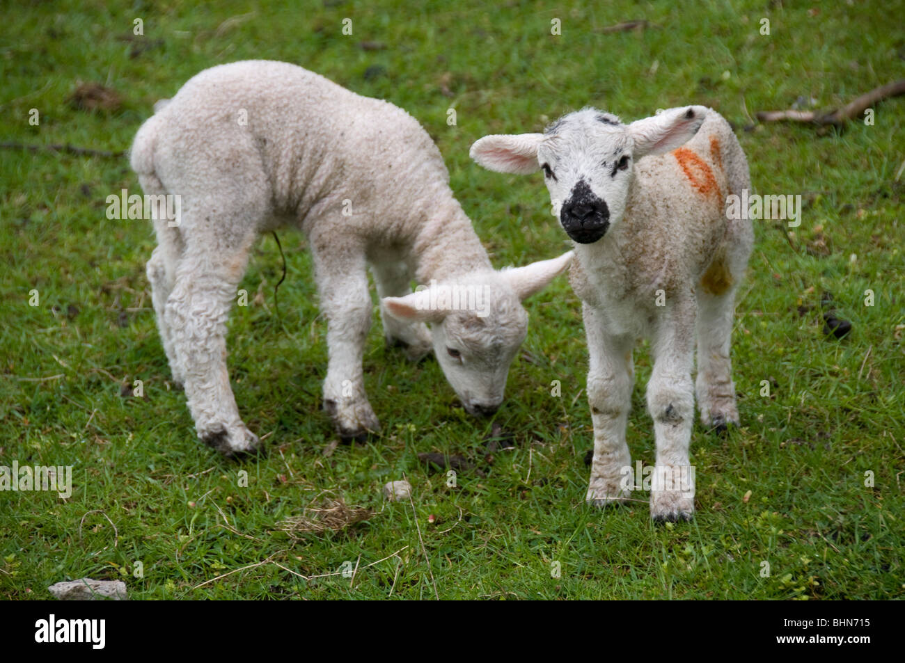 Early born lambs hi-res stock photography and images - Alamy