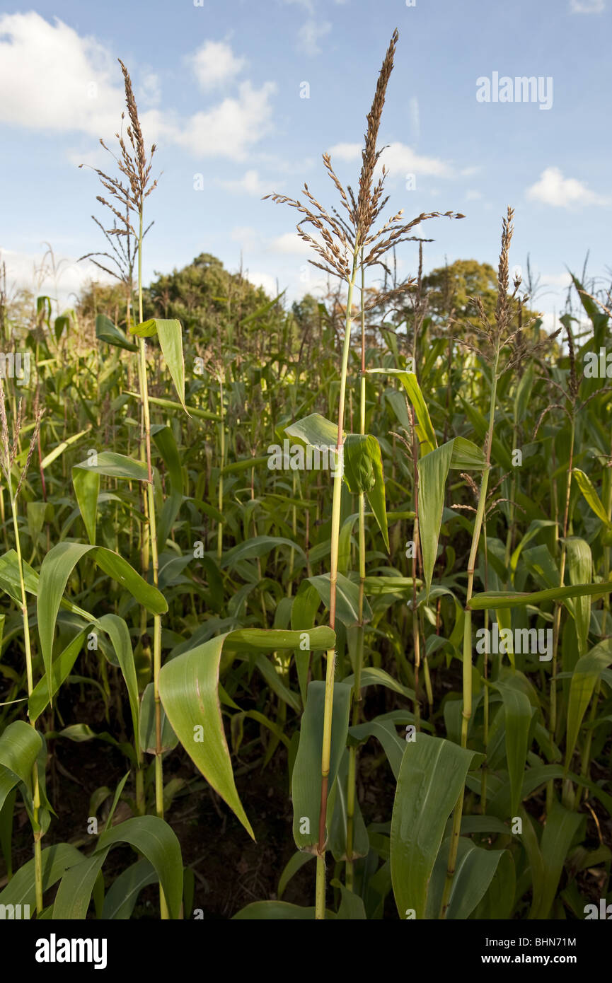 Unripened winter maize corn crop growing in a field on an arable farm ...