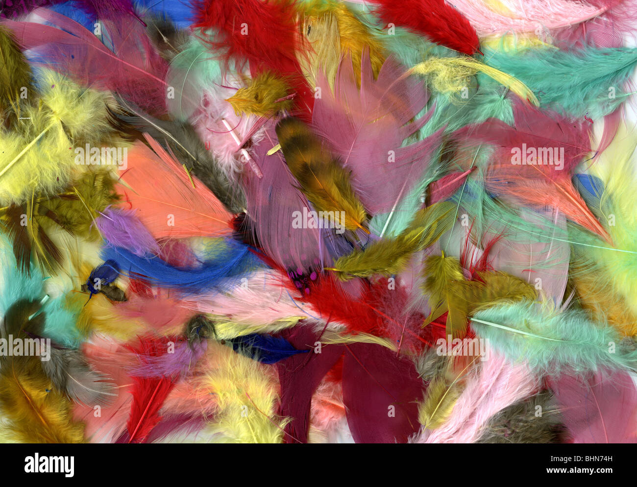 Feathers with many colors hi-res stock photography and images - Alamy