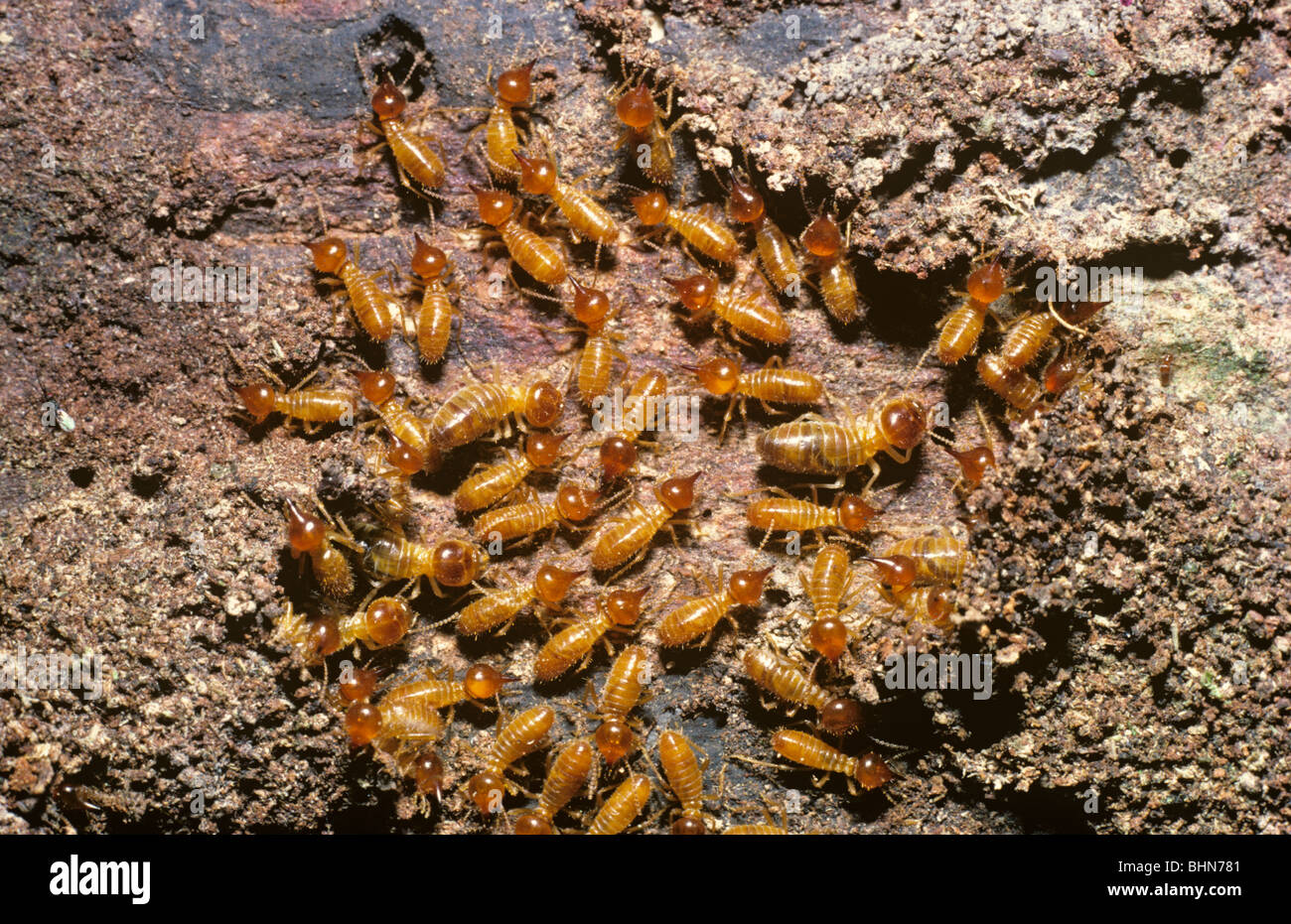 South american termites hi-res stock photography and images - Alamy
