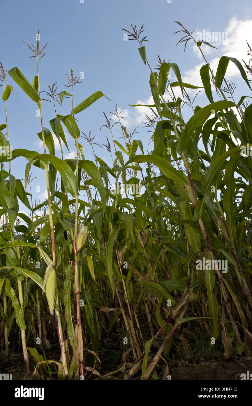 Maize corn field crop hi-res stock photography and images - Alamy