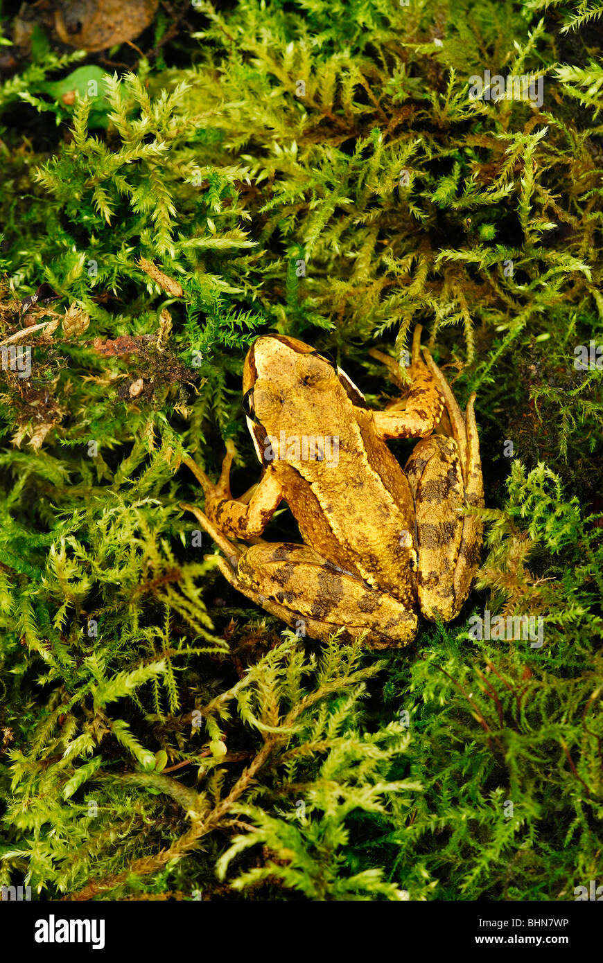 Familiar amphibian common hi-res stock photography and images - Alamy