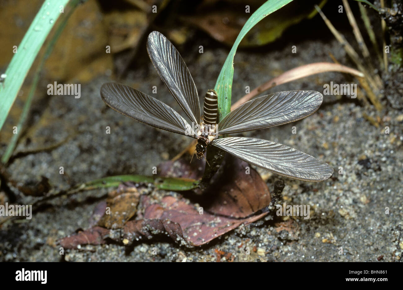 Termite (Odontotermes cf. obesus) female calling for a male by flapping ...