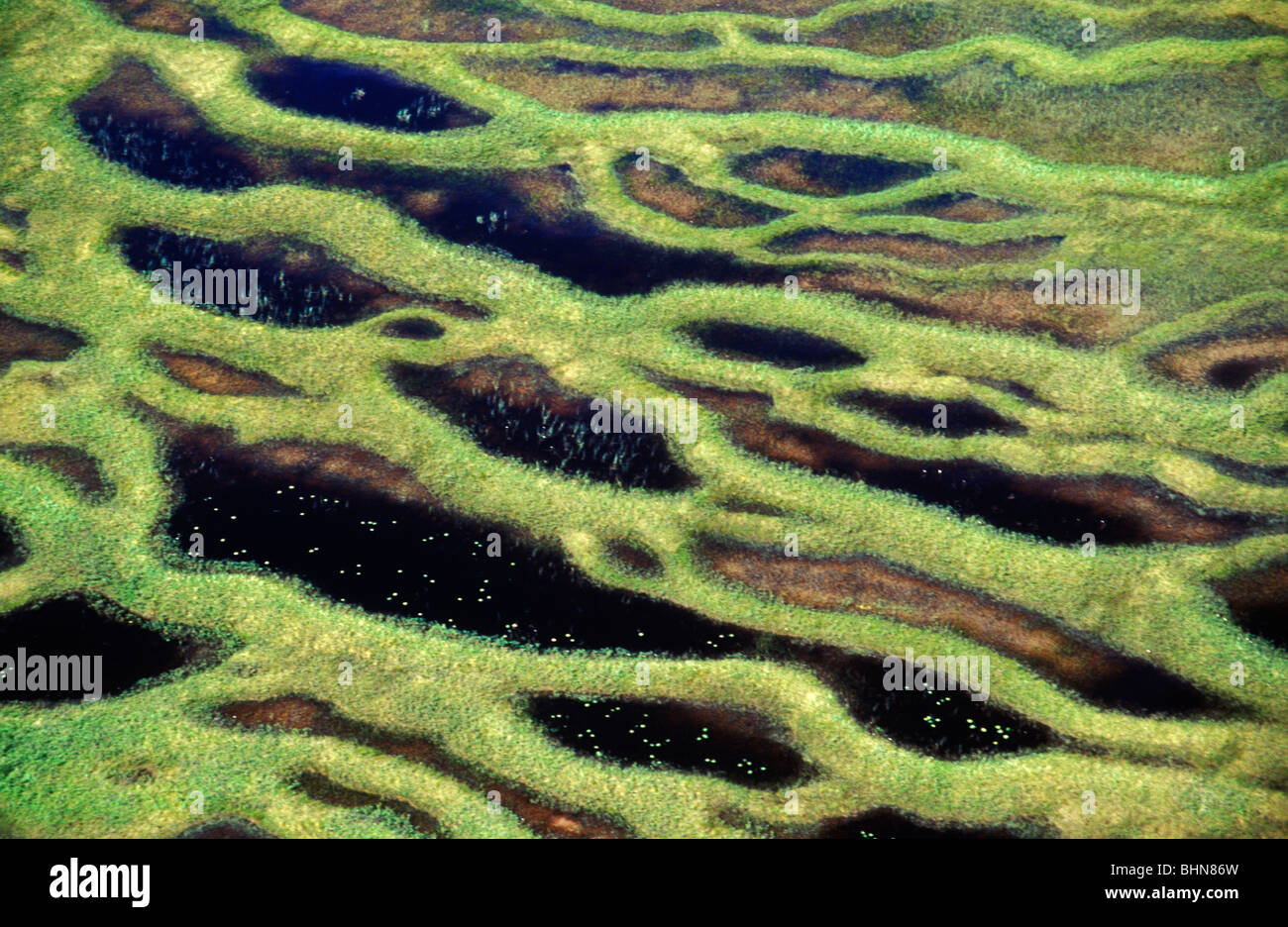 Swamp tundra arctic hi-res stock photography and images - Alamy