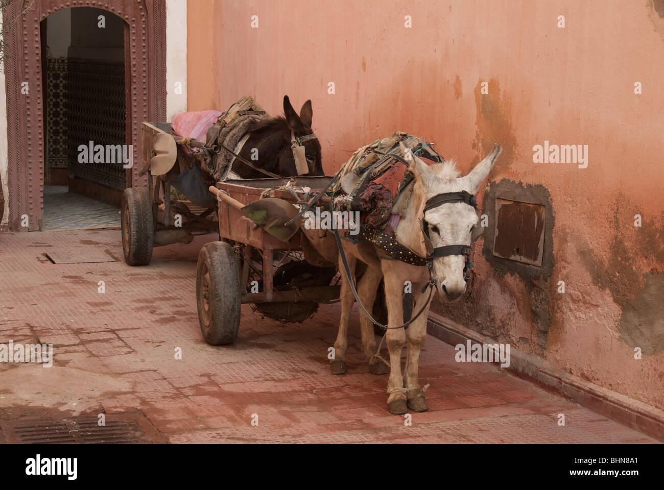 Working donkeys Marrakech Stock Photo - Alamy