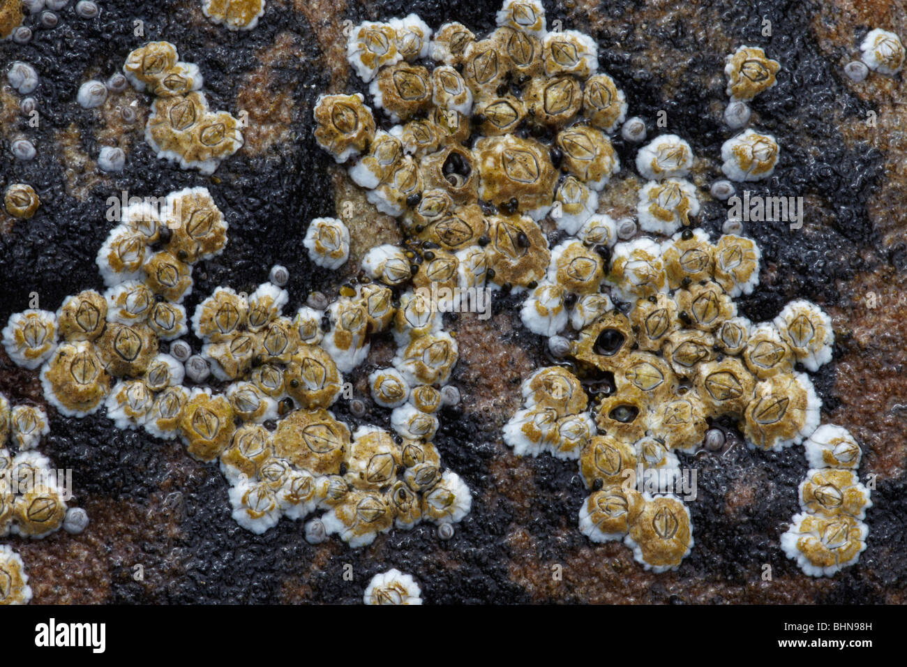 Barnacles on rock hi-res stock photography and images - Alamy