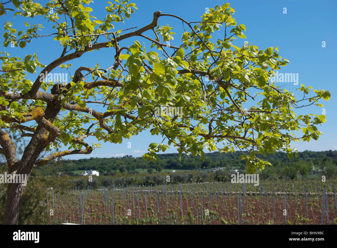 Spring in the Puglian countryside Stock Photo - Alamy