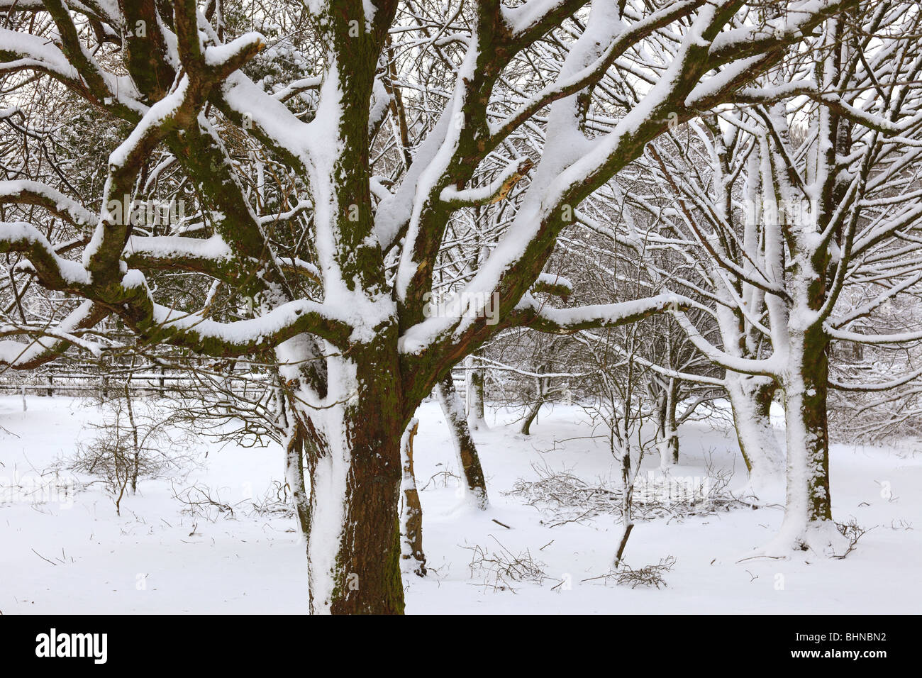 Snow [snow covered] tree hi-res stock photography and images - Alamy
