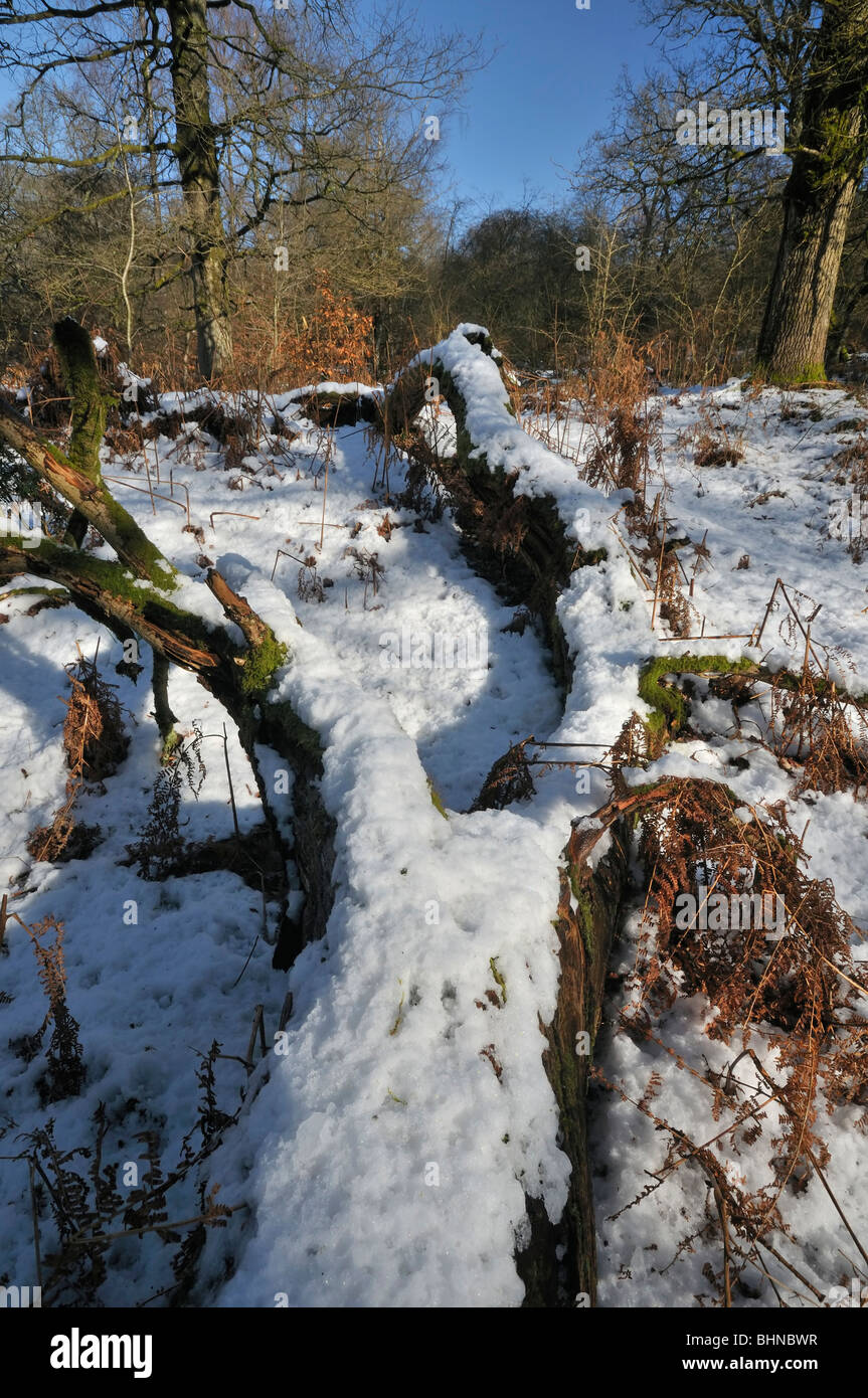 Fallen Oak Tree in Snow, Forest Of Dean Stock Photo - Alamy