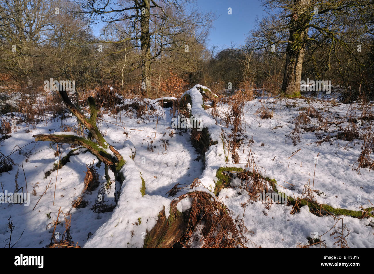 Fallen Oak Tree in Snow, Forest Of Dean Stock Photo - Alamy