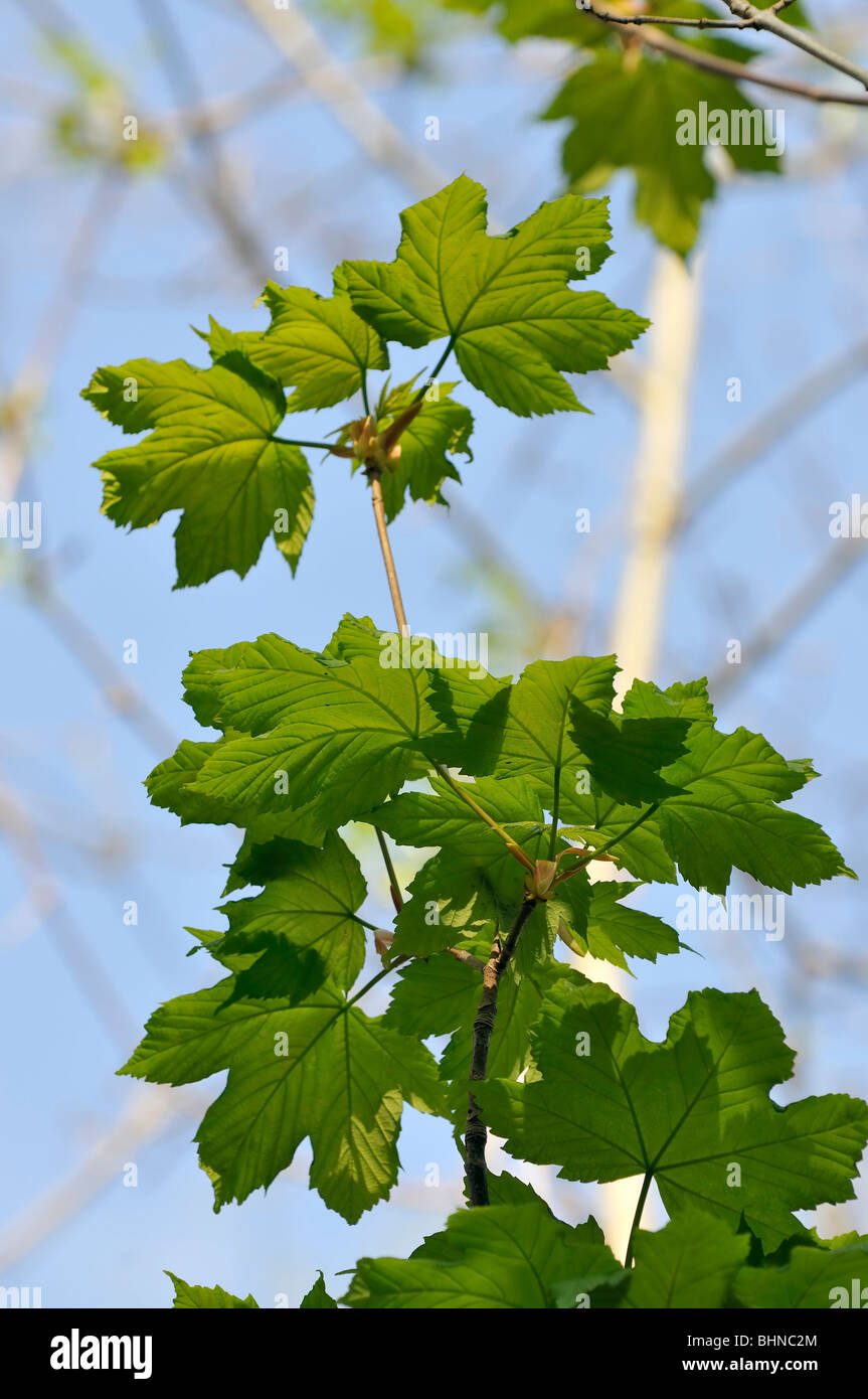 Sycamore Tree - Acer pseudoplatanus Fresh spring leaves Stock Photo - Alamy