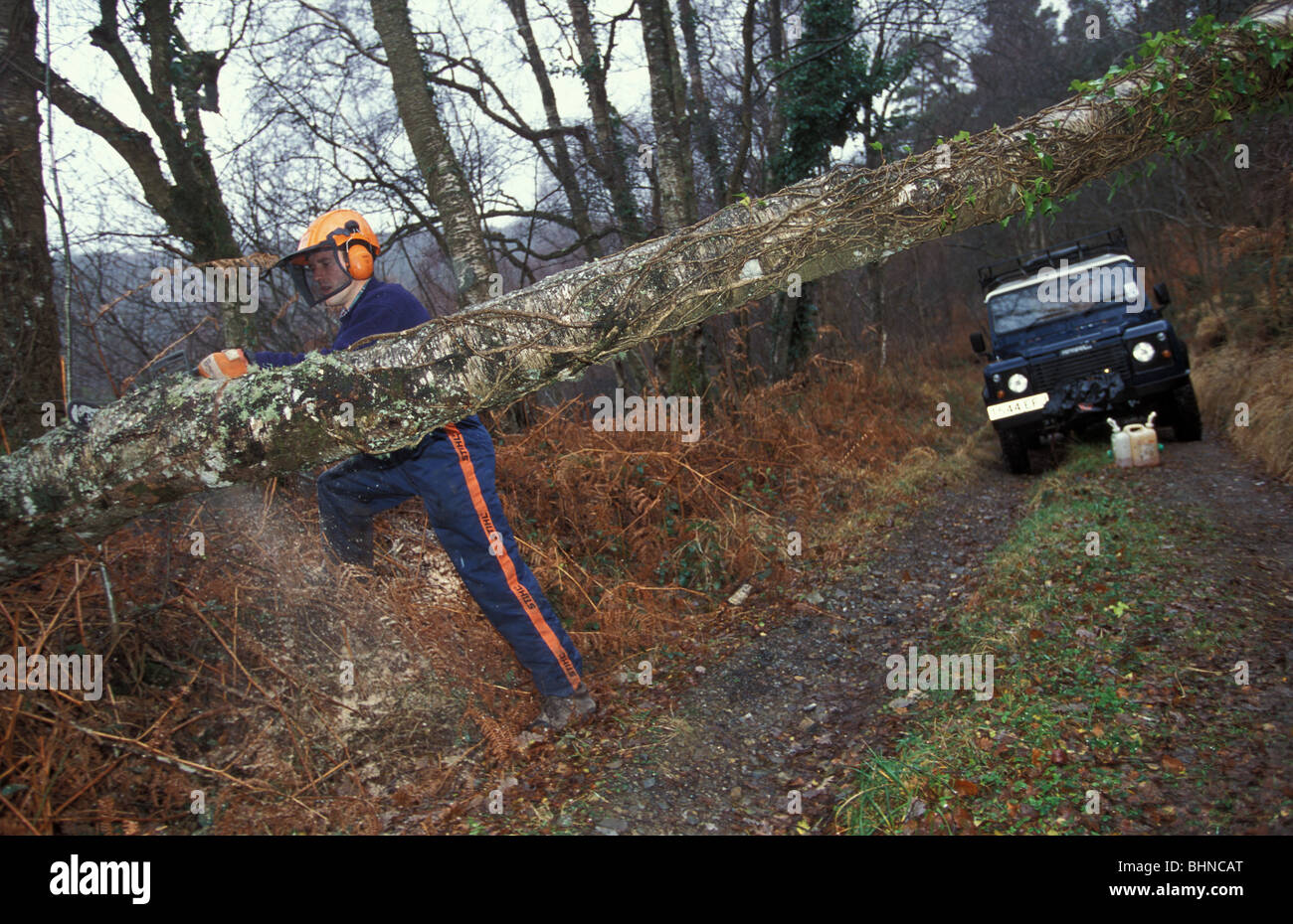 Clearing a fallen tree using a chainsaw that has blocked a track in ...