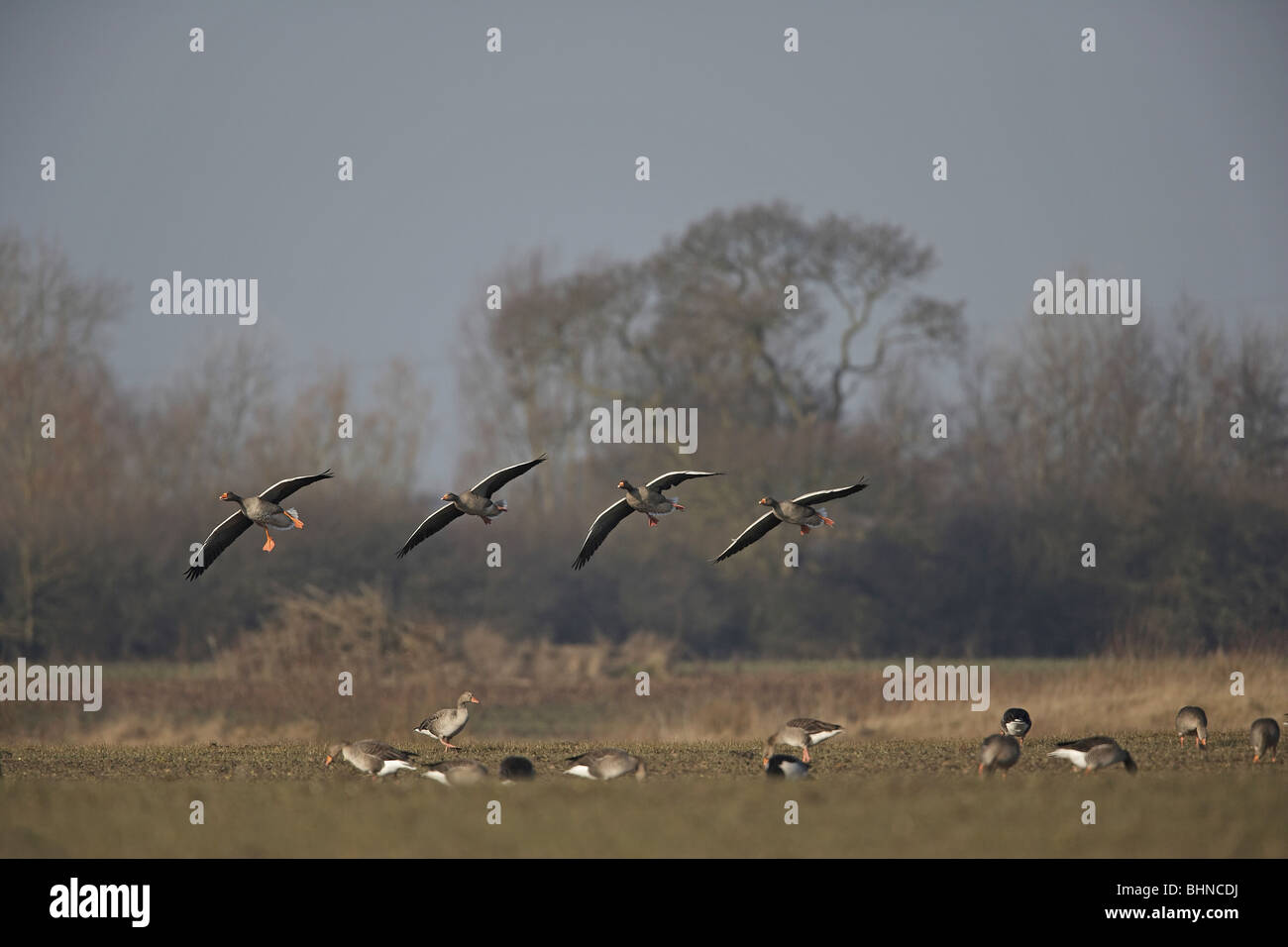 Flying goose geese hi-res stock photography and images - Alamy