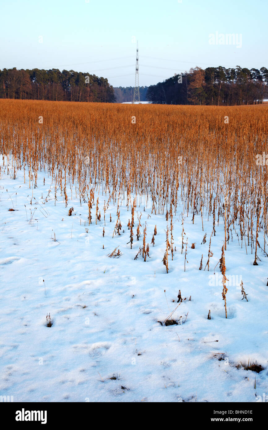 Thaw winter hi-res stock photography and images - Alamy