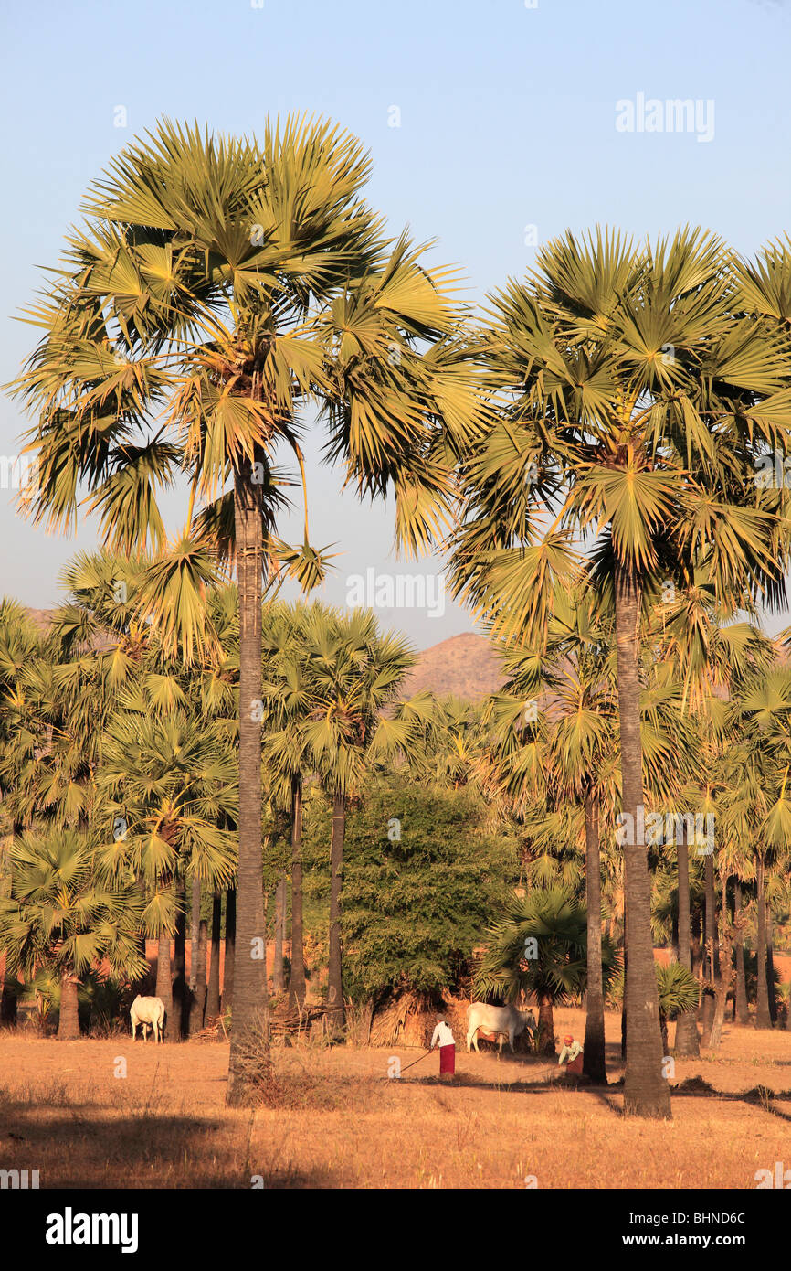 Myanmar, Burma, near Bagan, sugar palms, borassus flabellifer Stock ...