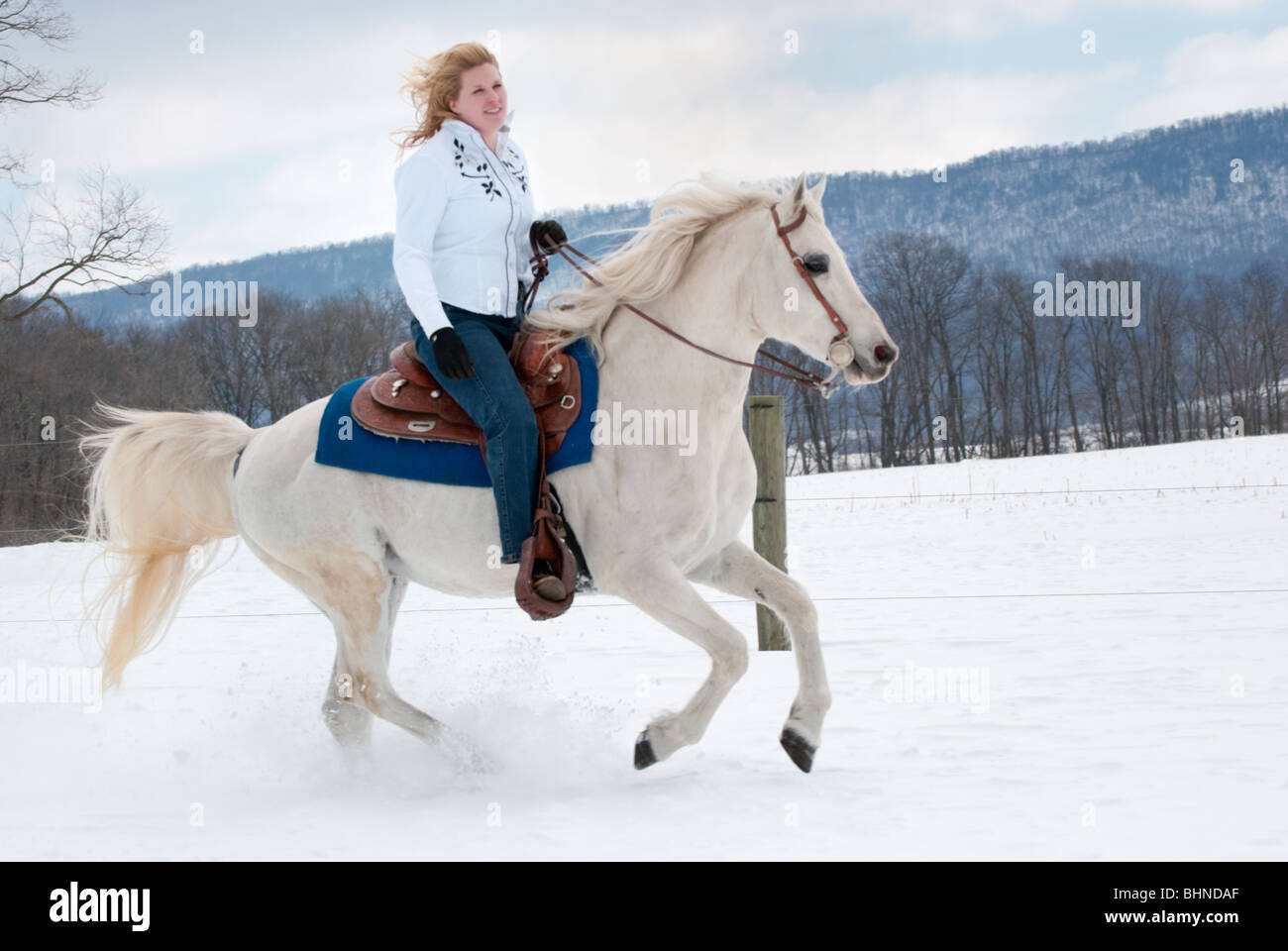 Picture of pretty blonde woman riding her white Arabian horse in canter ...