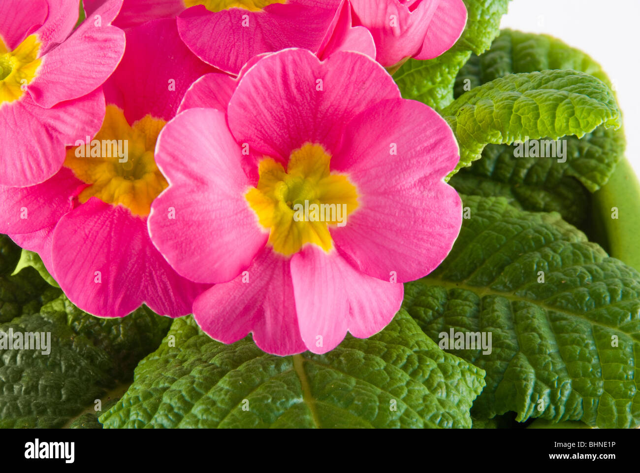 pink Primrose flowers Stock Photo - Alamy