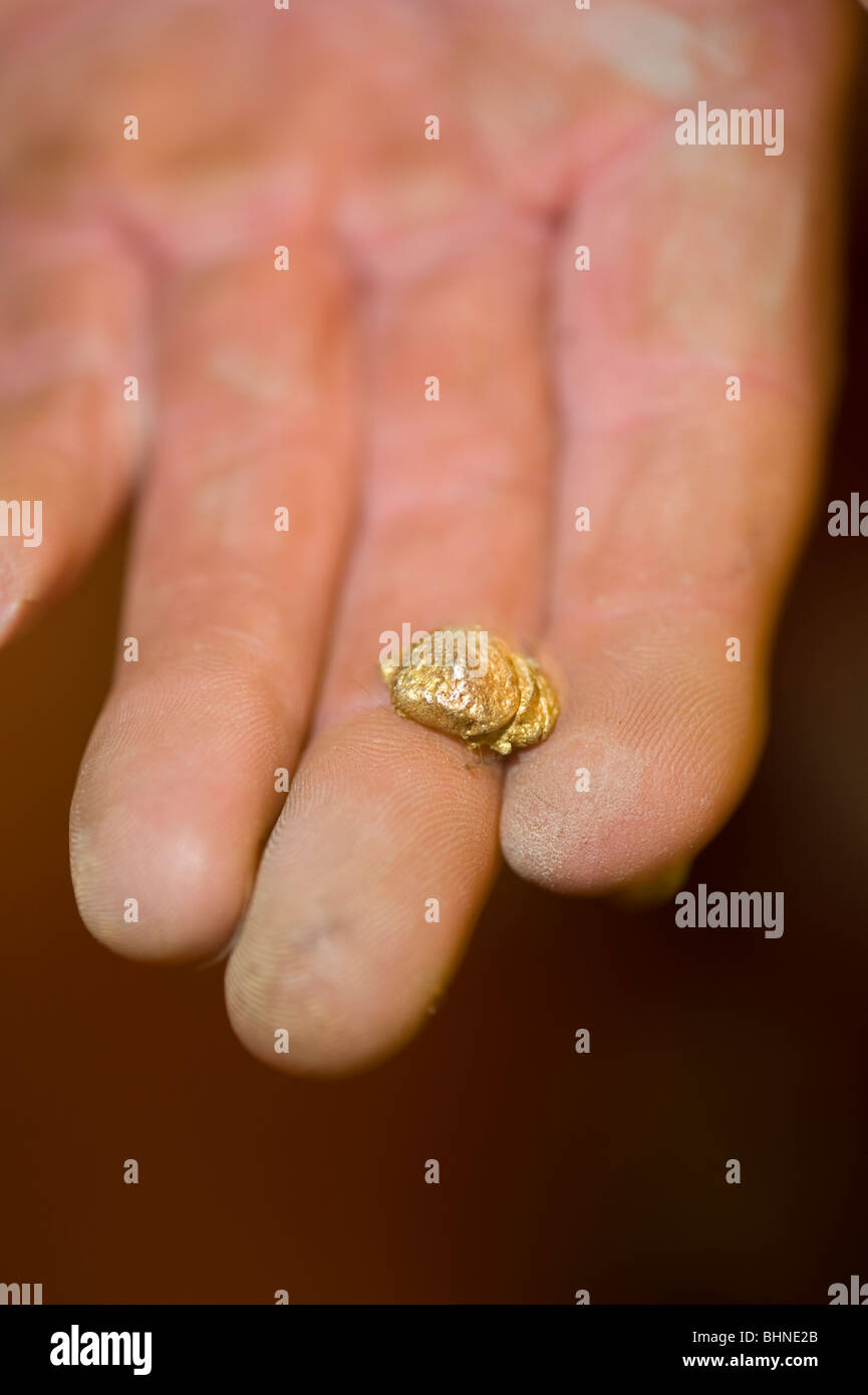 Gold nugget in miners hand Stock Photo - Alamy