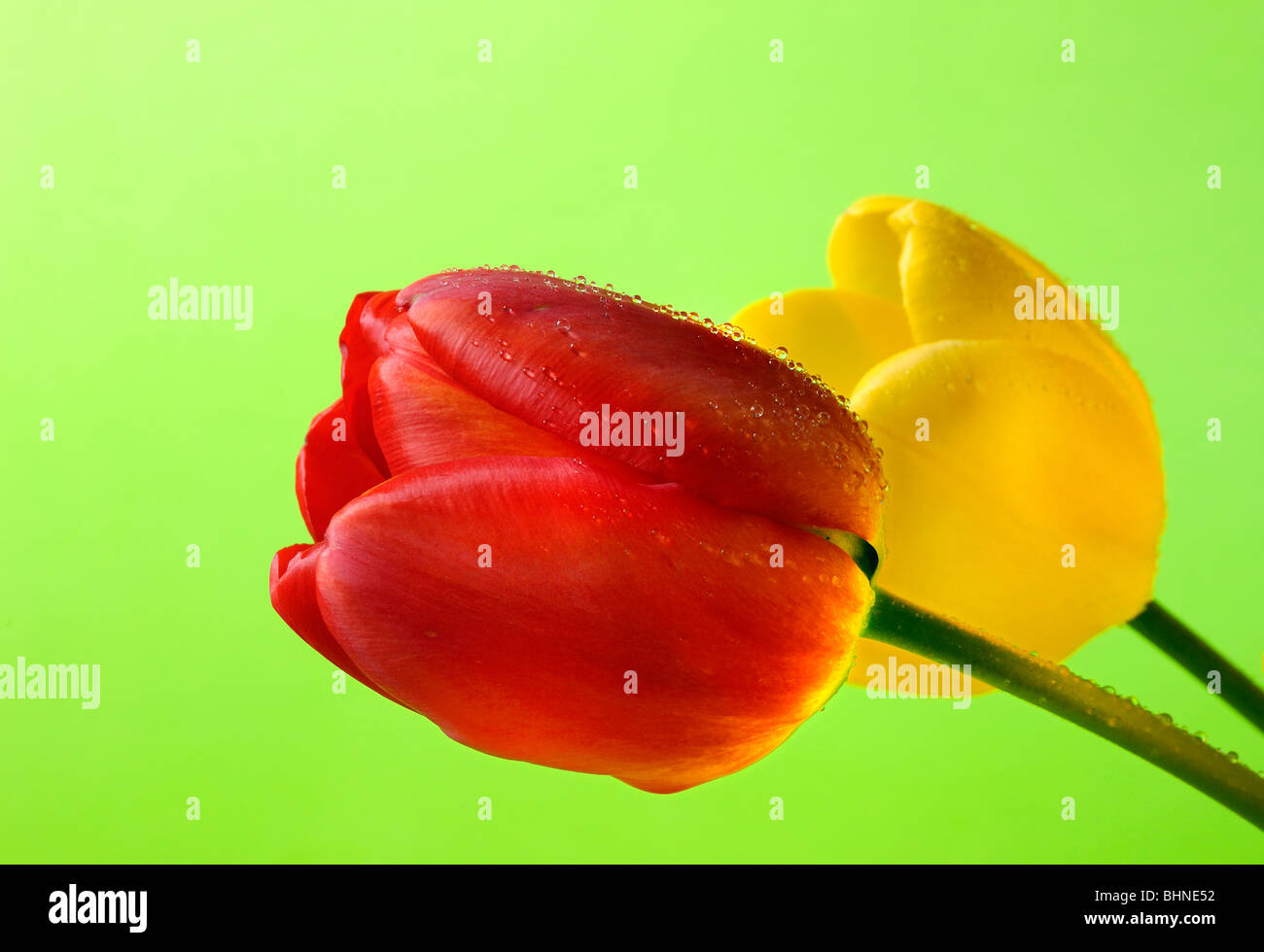 two Tulips flowers against a green background Stock Photo - Alamy