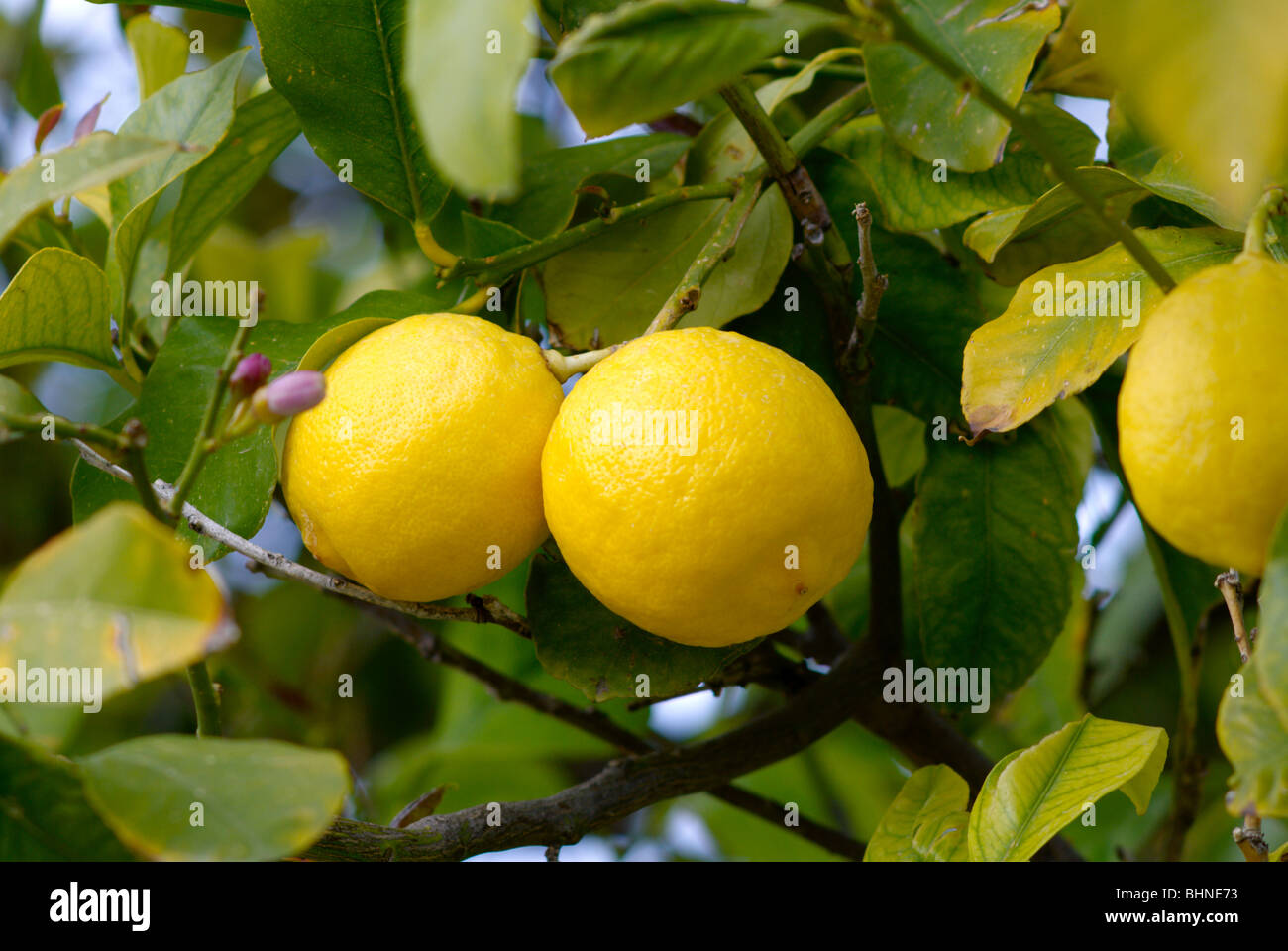 Lemons cyprus hi-res stock photography and images - Alamy