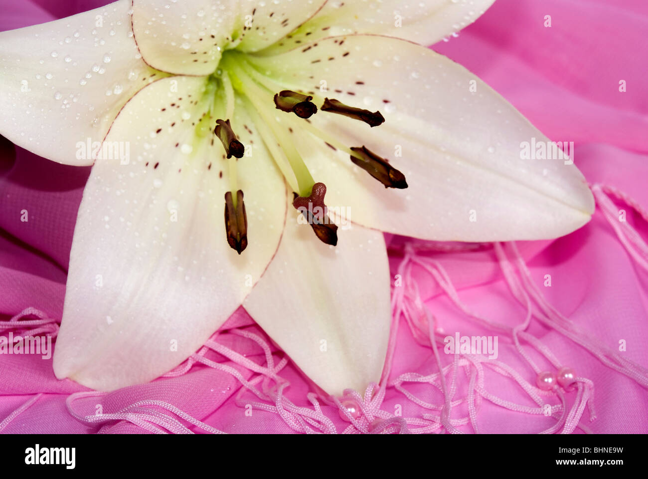 white Lily flower Stock Photo - Alamy
