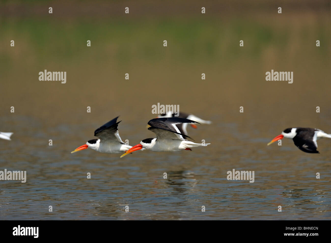 Indian Skimmer (Rynchops albicollis) in river Chambal in north India ...