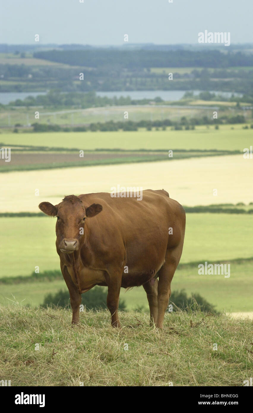 Ruminator hi-res stock photography and images - Alamy