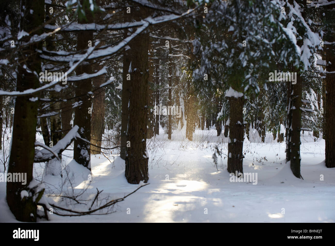 Russian forest in winter Stock Photo - Alamy