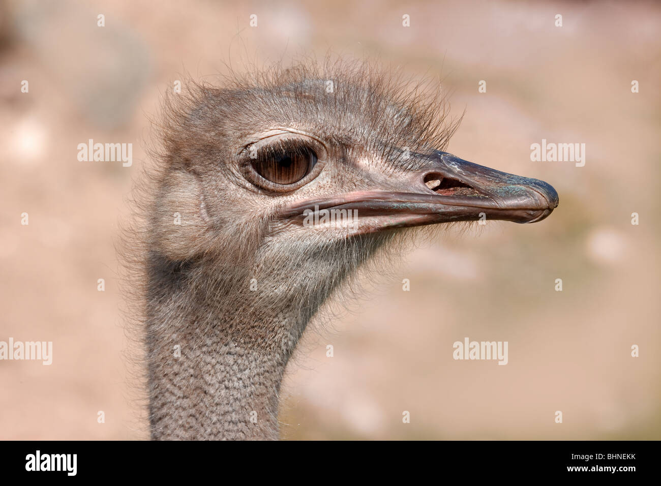 funny ostrich - extremely sharp and detailed Stock Photo - Alamy