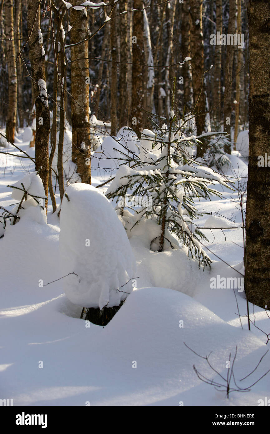 Russian forest in winter Stock Photo - Alamy