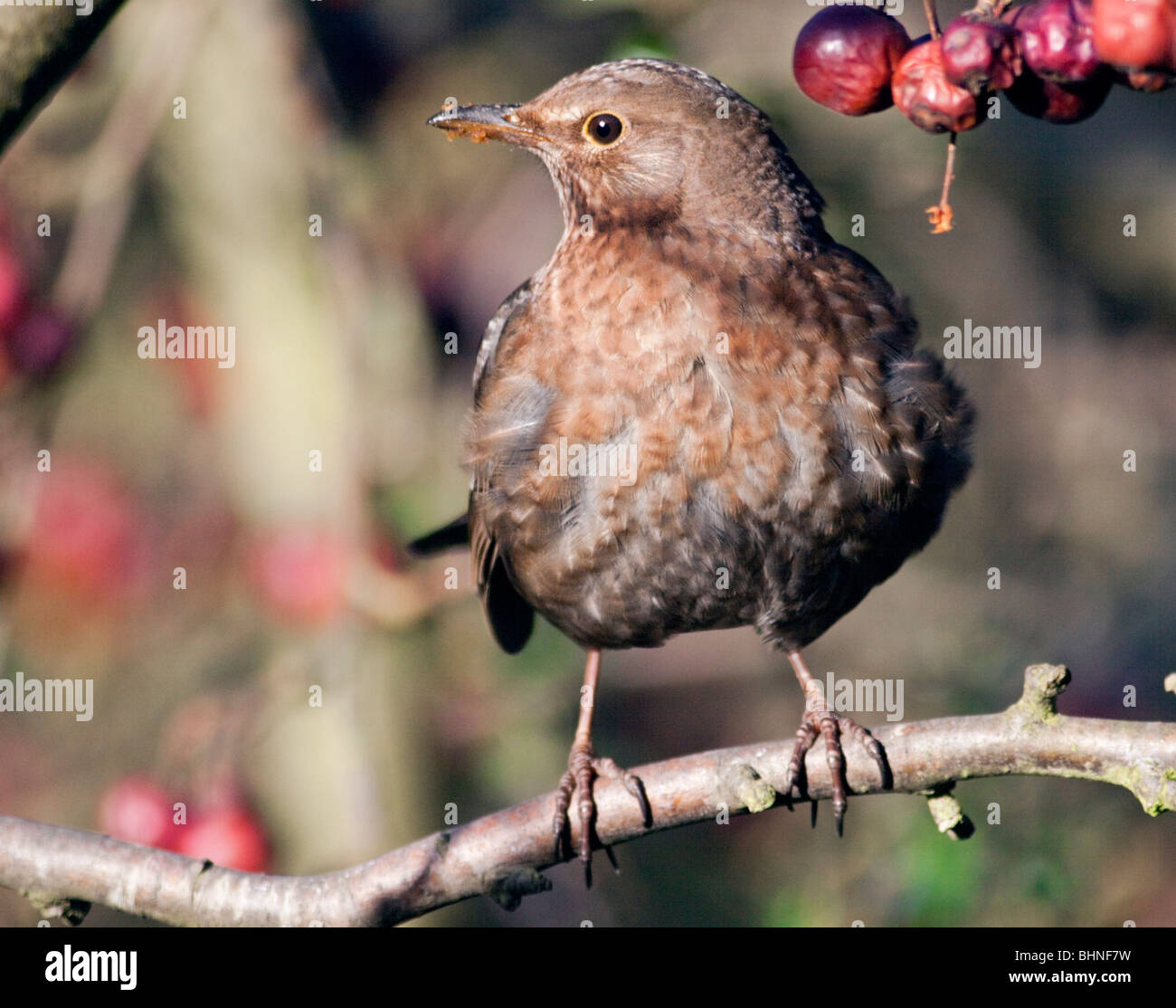 Female Blackbird (turdus merula) in Malus Red Sentinel Tree (Ornamental ...